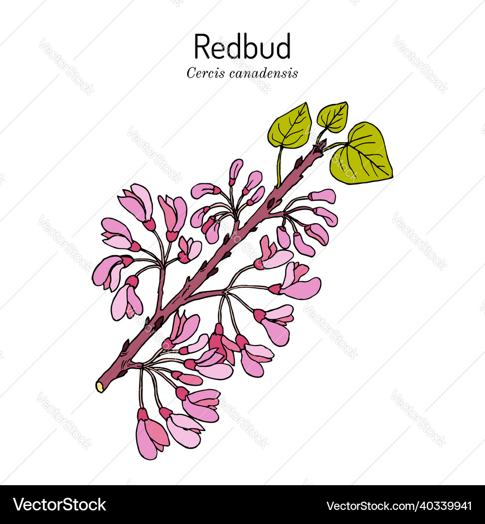 Eastern redbud cercis canadensis the official Vector Image