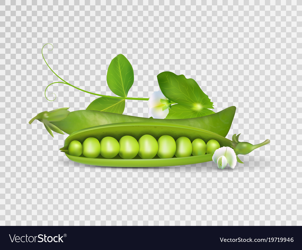 Photo-realistic pods green peas Royalty Free Vector Image