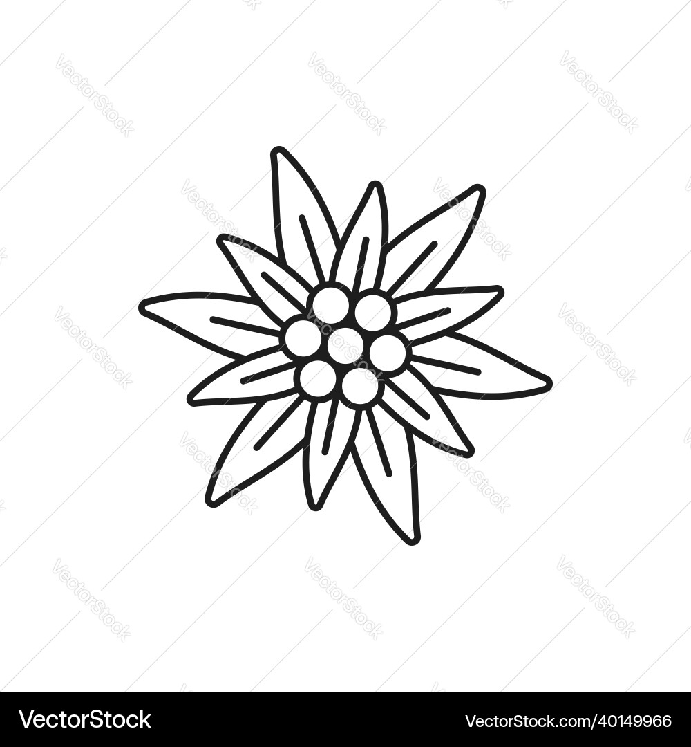 Alps edelweiss flower isolated thin line icon Vector Image