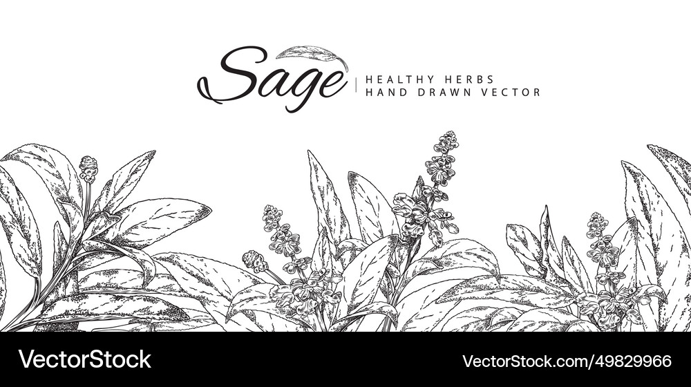Hand drawn monochrome seamless border with sage Vector Image