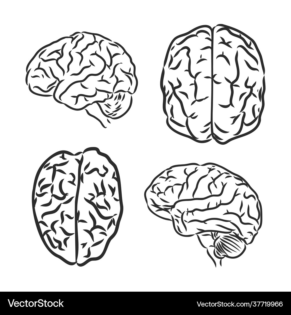 Isolated human brain sketch - human brain sketch Vector Image