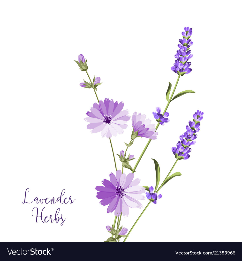 Label with lavender Royalty Free Vector Image - VectorStock