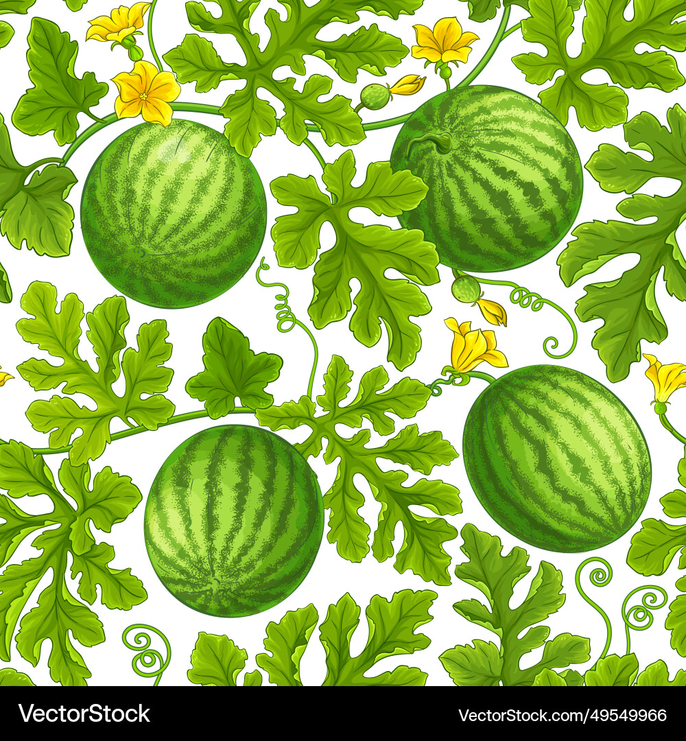 Watermelon pattern Royalty Free Vector Image - VectorStock