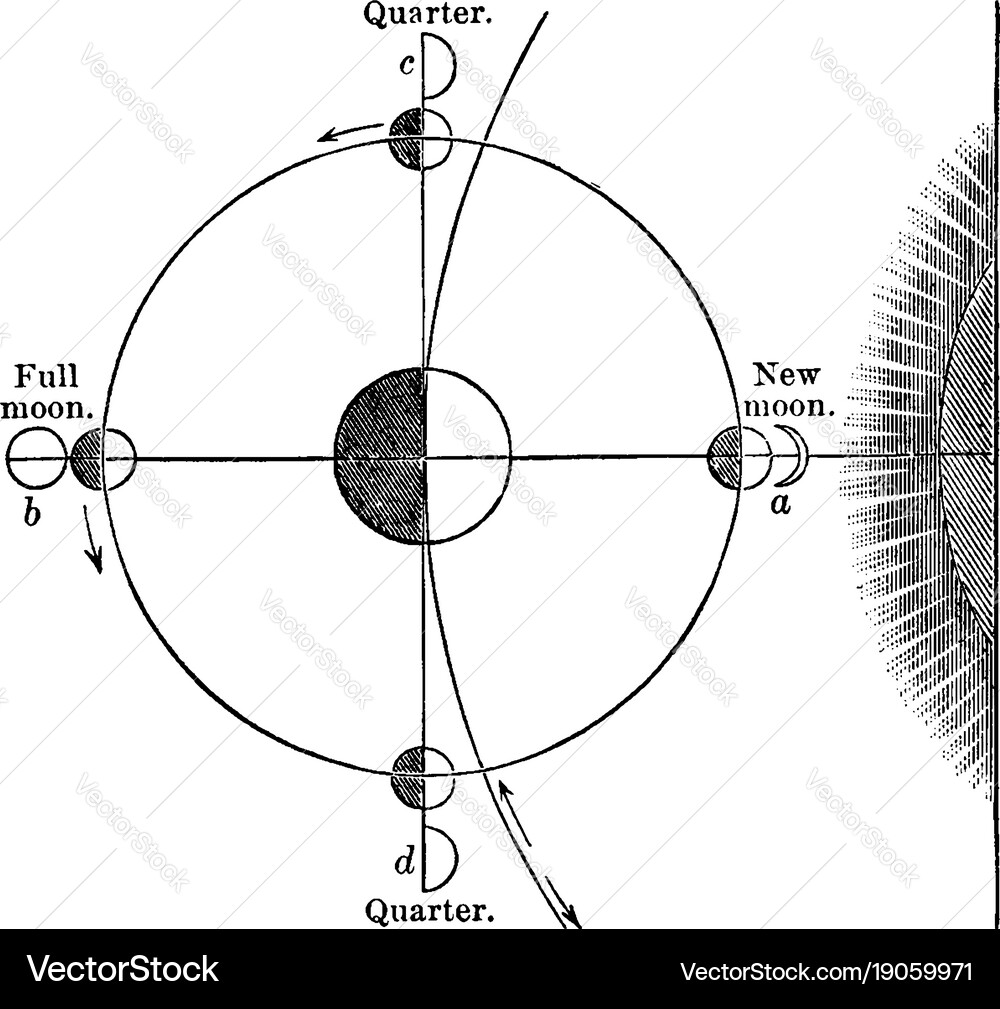 Lunar Phase Cycle Vintage Diagram Royalty Free Vector Image