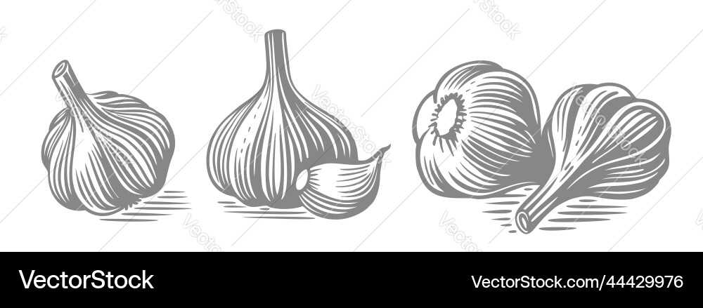 Garlic hand drawn drawings engrave sketch Vector Image