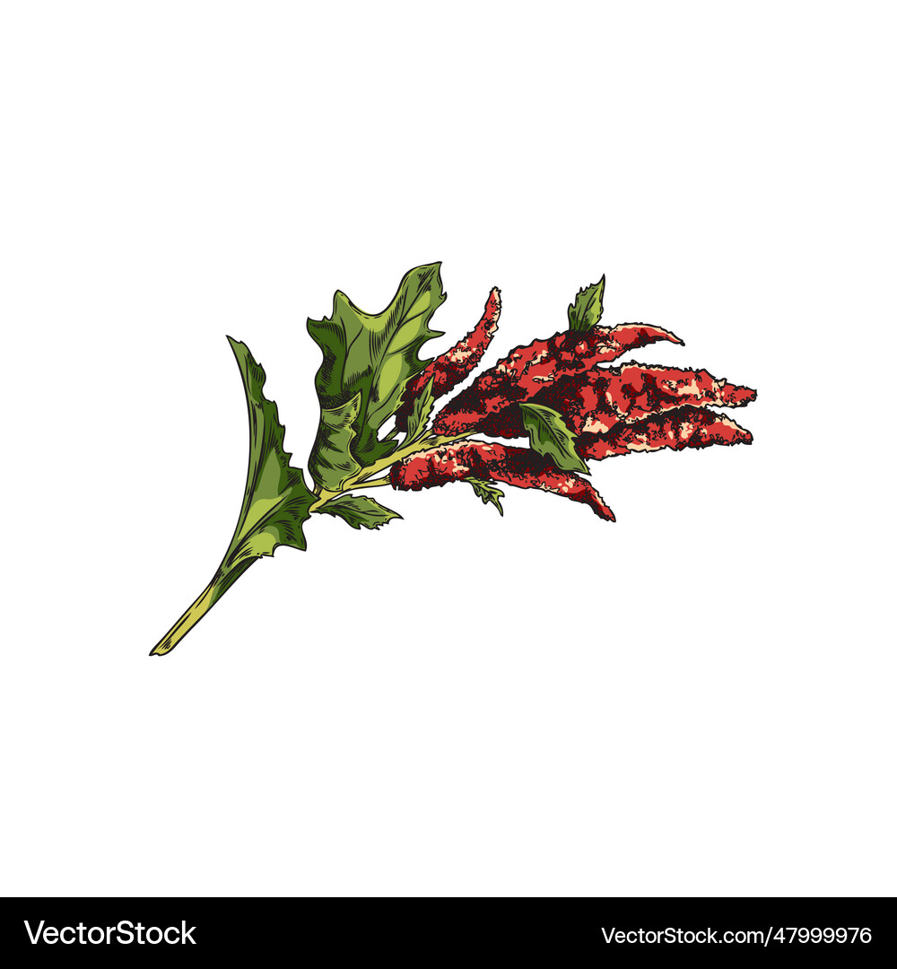 Hand drawn colorful quinoa twig sketch style Vector Image