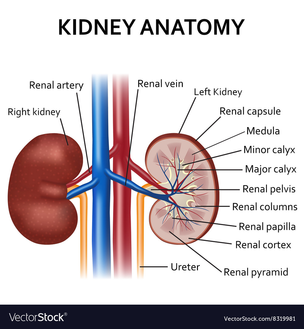 Diagram human kidney anatomy Royalty Free Vector Image