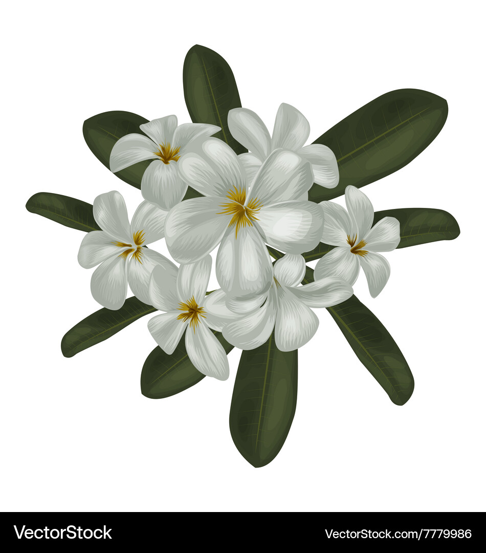 Plumeria Royalty Free Vector Image Vectorstock