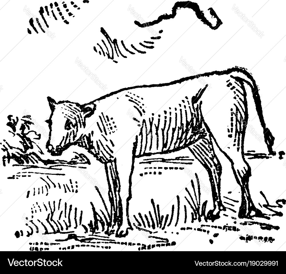 Young Cattle Calf Drawing Royalty Free Vector Image