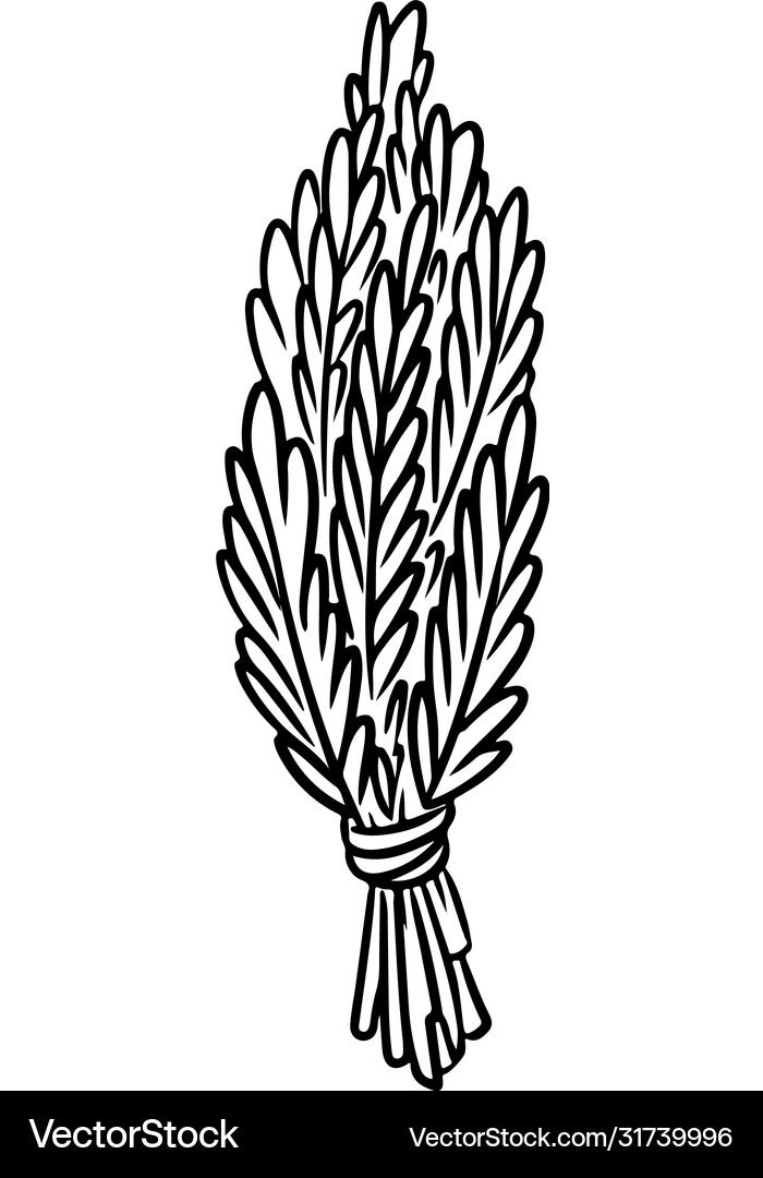 Sage smudge stick hand-drawn doodle isolated icon Vector Image