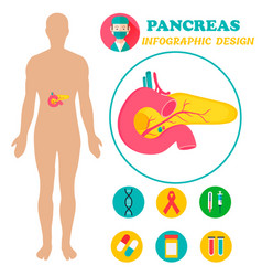 Infographic poster with pancreas Royalty Free Vector Image
