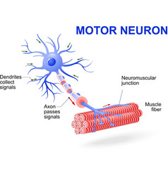 Sensory neuron motor neuron and interneuron Vector Image