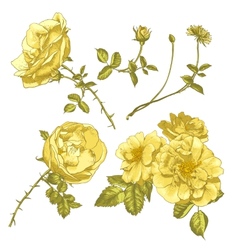 Roses bouquet tea-rose delicate yellow pink Vector Image