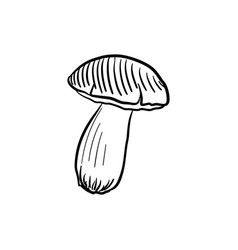 Cep mushroom Royalty Free Vector Image - VectorStock