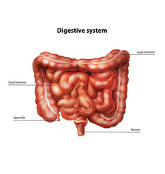 Anatomy liver and stomach realistic Royalty Free Vector