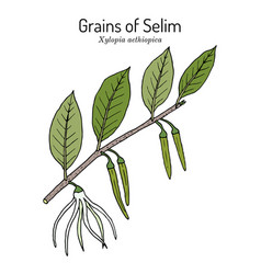 Monkey pepper xylopia aromatica spice Royalty Free Vector