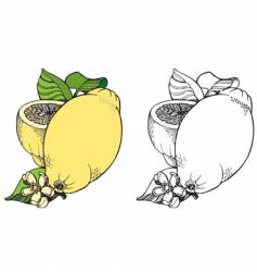 Lemon ellipsoidal yellow fruit with sour taste Vector Image