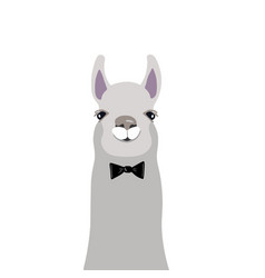 Lama Vector Images (over 6,100)