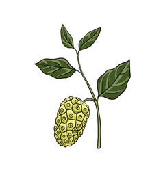 Noni fruit cartoon icon Royalty Free Vector Image