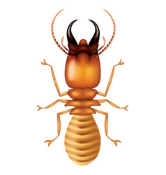 Termite Vector Images (over 1,700)