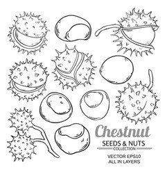 Chestnut set isolated on white background Vector Image