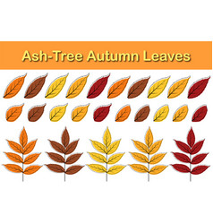 Ash-tree leaf set Royalty Free Vector Image - VectorStock