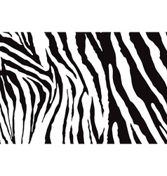 Zebra pattern eps 10 Royalty Free Vector Image