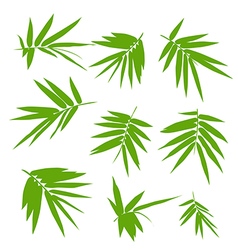 Bamboo leaf set Royalty Free Vector Image - VectorStock