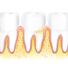Deciduous tooth Royalty Free Vector Image - VectorStock