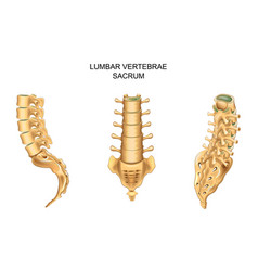 Sacrum and lower back Royalty Free Vector Image