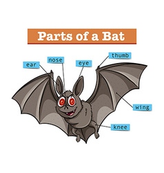 A bat Royalty Free Vector Image - VectorStock