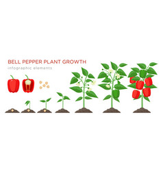 Chilli pepper plant growth stages infographic Vector Image
