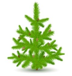 Fur tree Royalty Free Vector Image - VectorStock