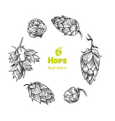 Hand drawing of a branch of hops Royalty Free Vector Image