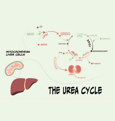 Urea cycle Royalty Free Vector Image - VectorStock