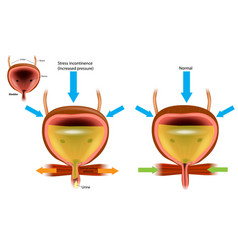 Bladder anatomy scheme Royalty Free Vector Image