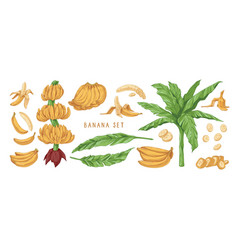 Set of pisang awak banana hand draw sketch Vector Image