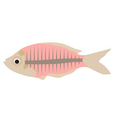 X-ray tetra cartoon fish Royalty Free Vector Image