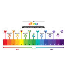 Ph scale universal indicator ph color chart Vector Image