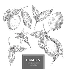 Lemon hand drawn set Royalty Free Vector Image