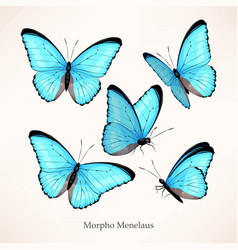 Rectangular banner with butterflies morpho Vector Image