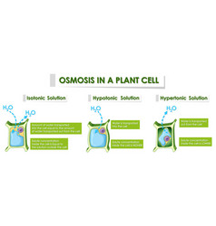 Diagram showing osmosis in plant cell Royalty Free Vector