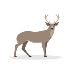 Winter deer cartoon character Royalty Free Vector Image