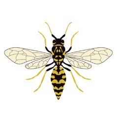 Realistic wasp Royalty Free Vector Image - VectorStock