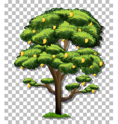 Mango tree on transparent background Royalty Free Vector