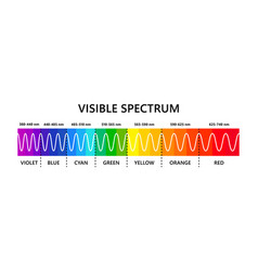 Visible light spectrum infared and ultraviolet Vector Image