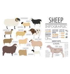 Sheep farming infographic template ram ewe lamb Vector Image