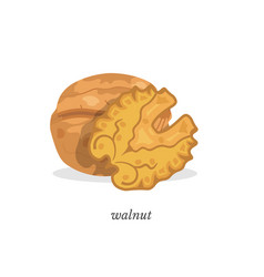 Cartoon walnut nuts in shell and peeled pieces Vector Image
