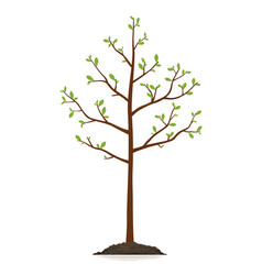 Spring Tree Vector Images (over 190,000)