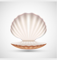 Open Seashell Vector Images (over 910)